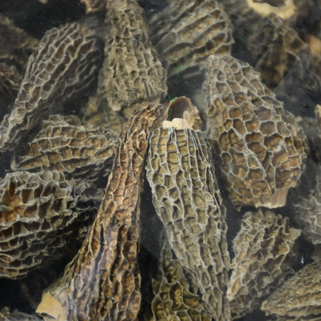 Hongo Morilla Deshidratado – Novandi Gourmet